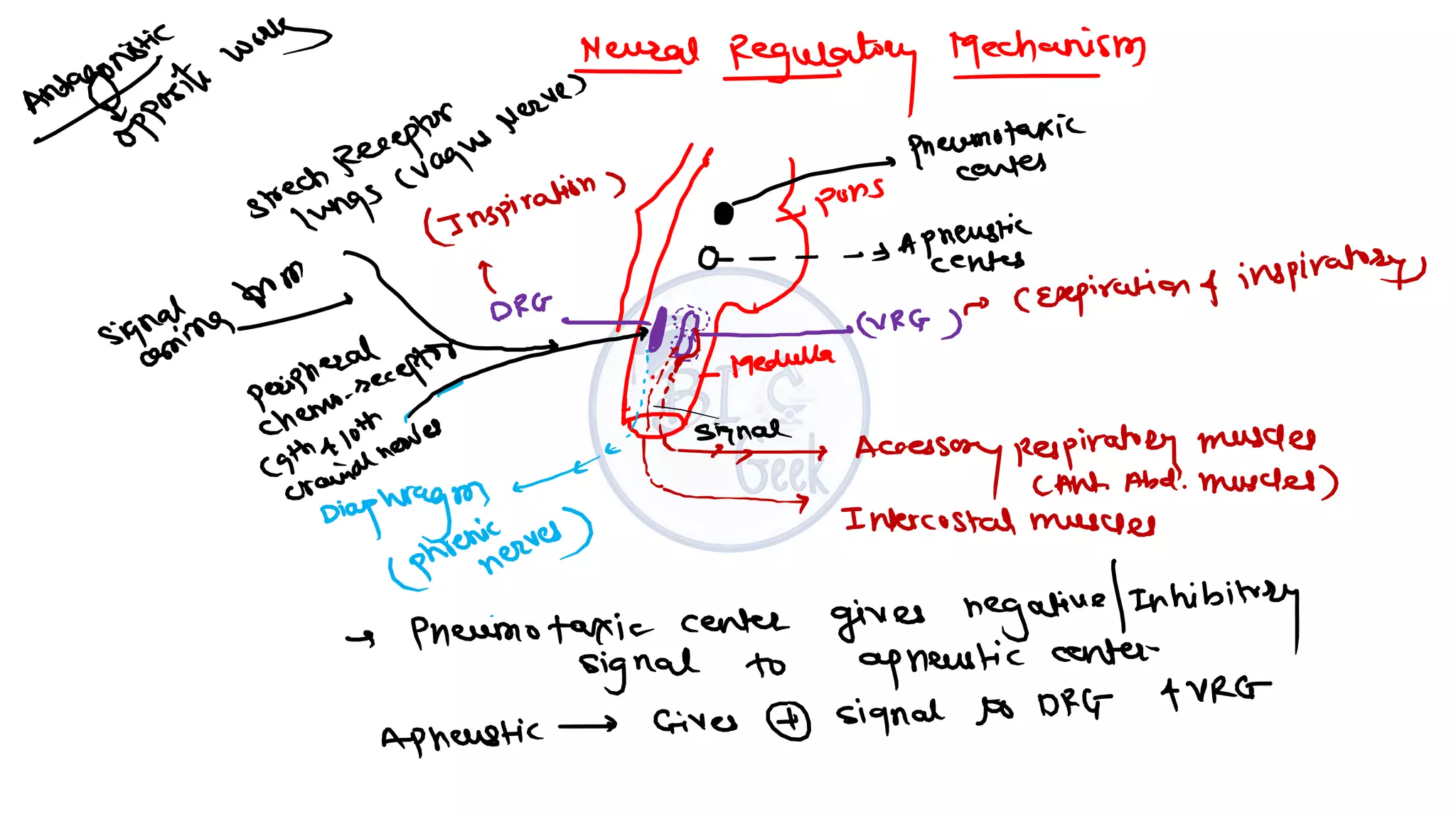 8. Respiration and Circulation.pdf