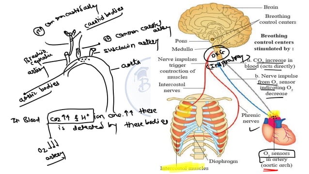 8. Respiration and Circulation.pdf | Lung and Respiratory Health ...