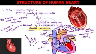 8. Respiration and Circulation.pdf