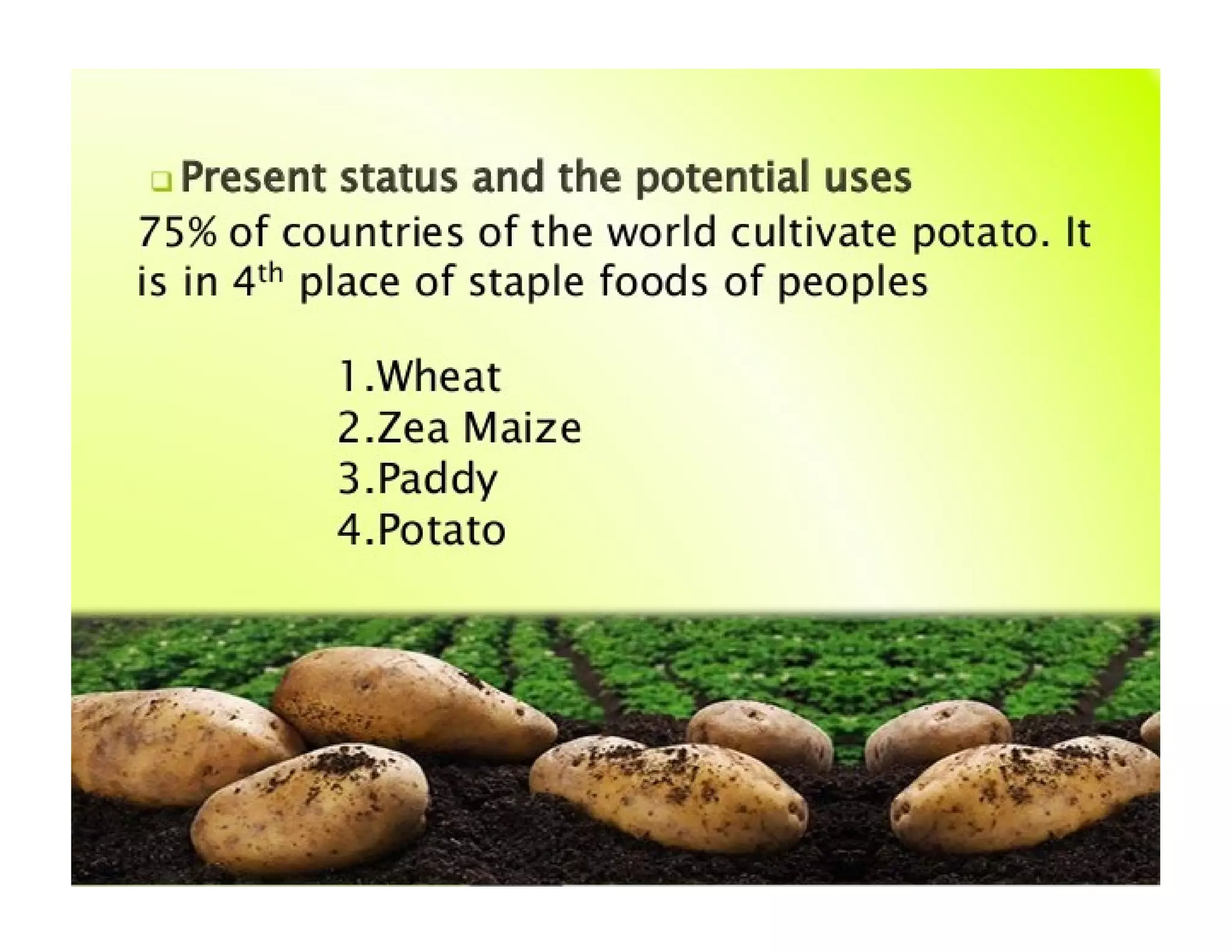 8. Potato.pdf
