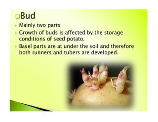 8. Potato.pdf