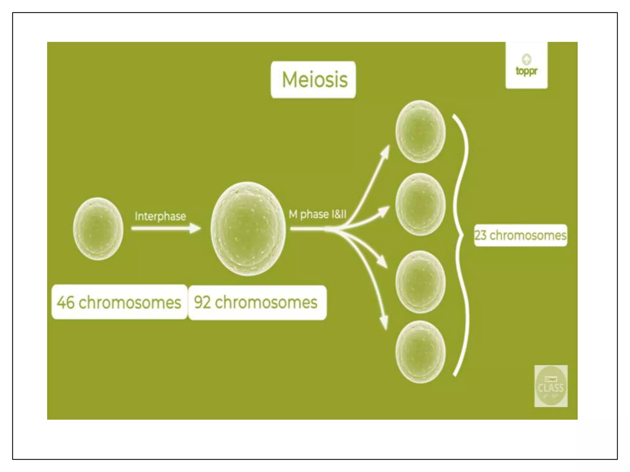 8. cell division.ppt