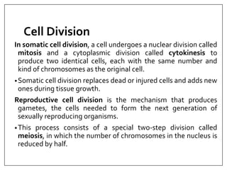 8. cell division.ppt