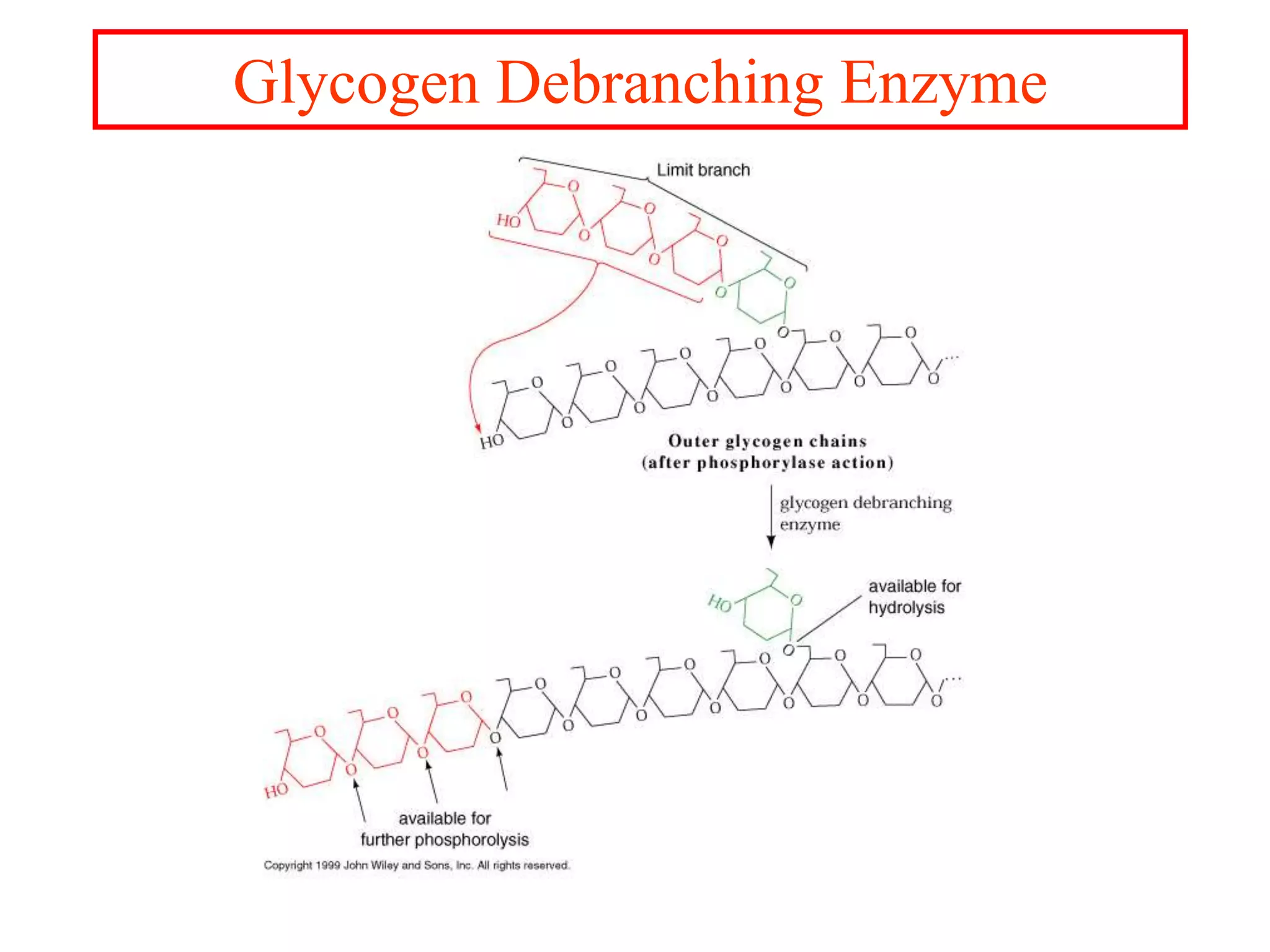 8. Gluconeogenesis, Glycogenosis glycogen synthesis and cori cycle ...