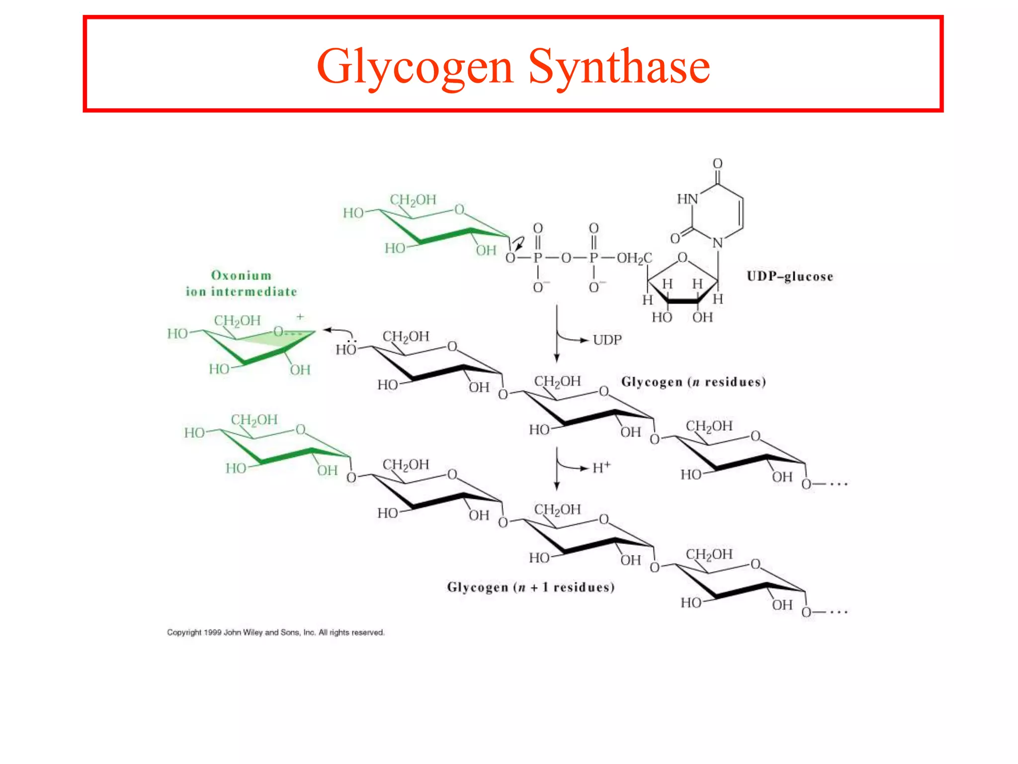 8. Gluconeogenesis, Glycogenosis glycogen synthesis and cori cycle ...