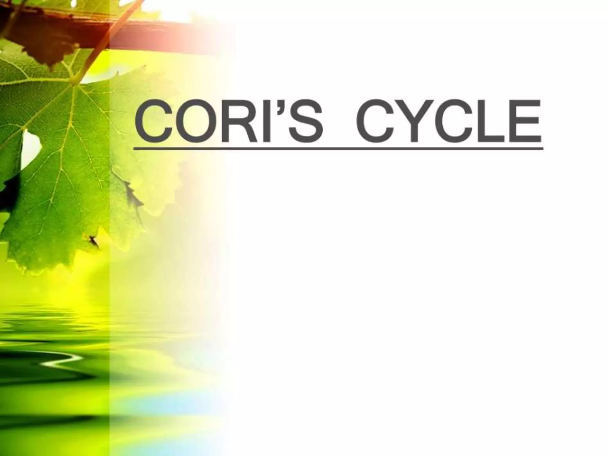 8. Gluconeogenesis, Glycogenosis glycogen synthesis and cori cycle ...