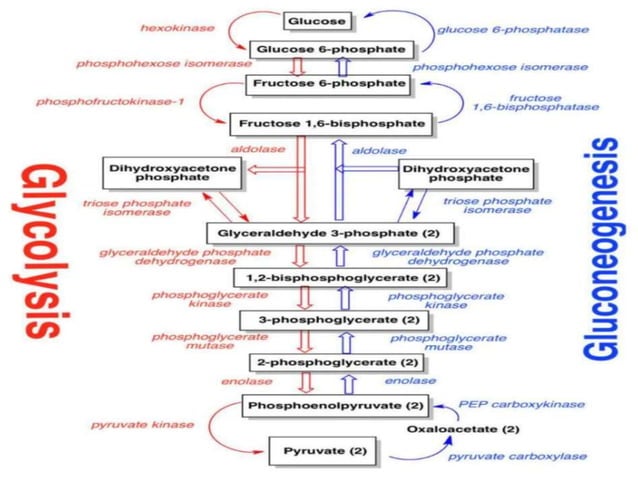 8. Gluconeogenesis, Glycogenosis glycogen synthesis and cori cycle ...