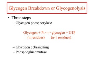 8. Gluconeogenesis, Glycogenosis glycogen synthesis and cori cycle ...