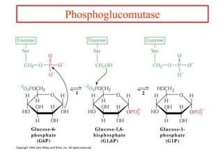8. Gluconeogenesis, Glycogenosis glycogen synthesis and cori cycle ...