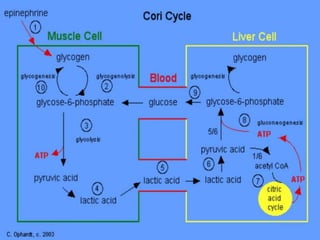 8. Gluconeogenesis, Glycogenosis glycogen synthesis and cori cycle ...
