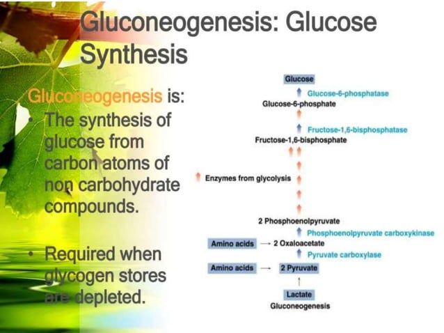 8. Gluconeogenesis, Glycogenosis glycogen synthesis and cori cycle ...