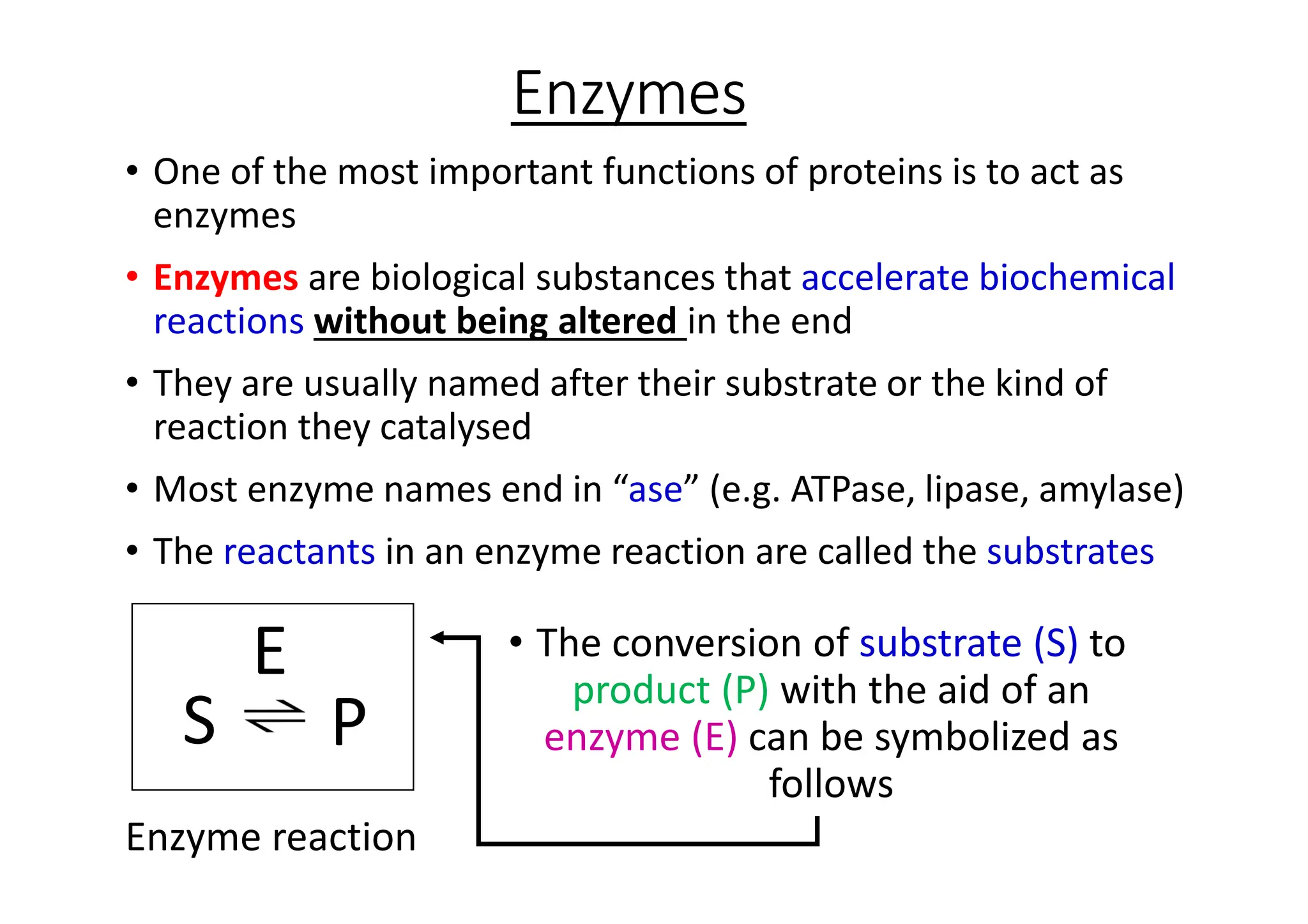 8. Enzymes.pdf