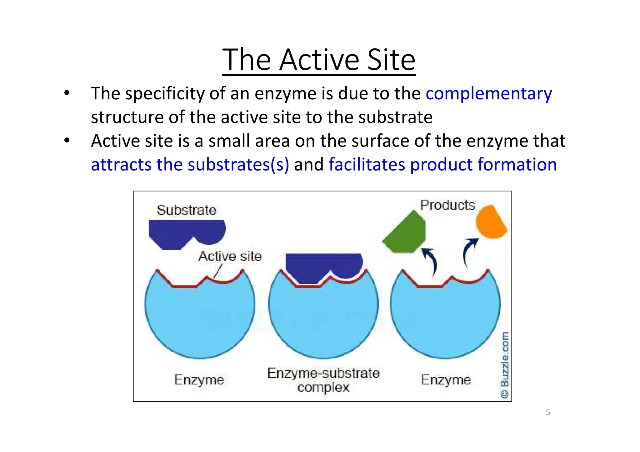 8. Enzymes.pdf