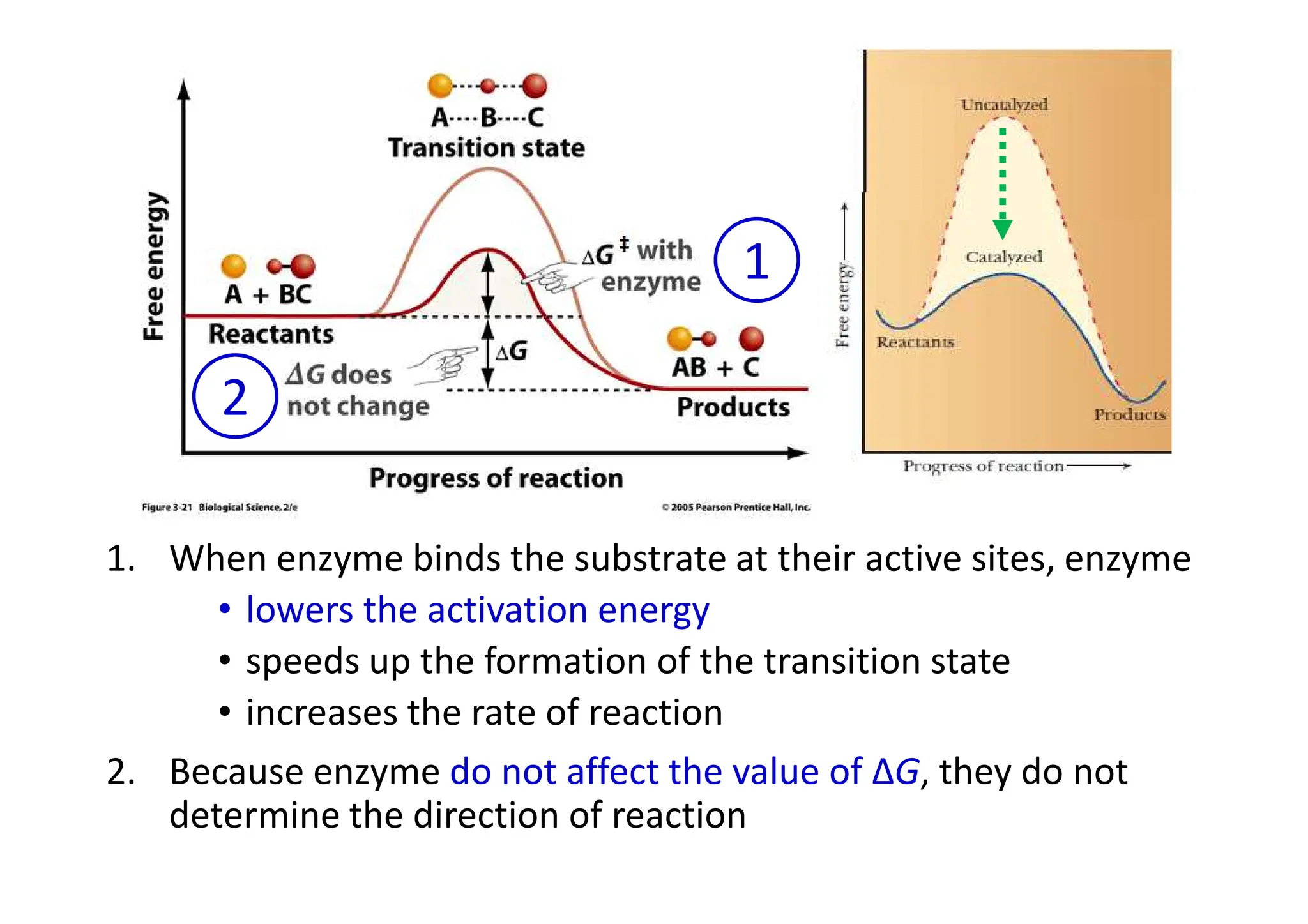 8. Enzymes.pdf