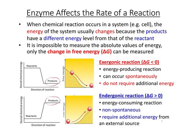 8. Enzymes.pdf