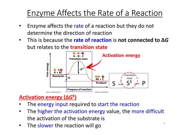 8. Enzymes.pdf