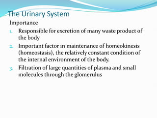 8. The Urinary System (8).pptx
