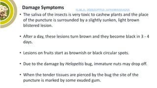 Pest and Disease Management of Cashew | PPTX
