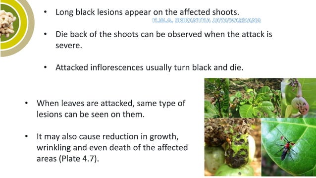 Pest and Disease Management of Cashew | PPTX