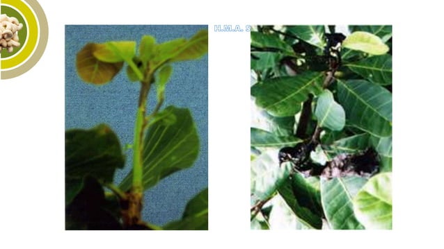 Pest and Disease Management of Cashew | PPTX