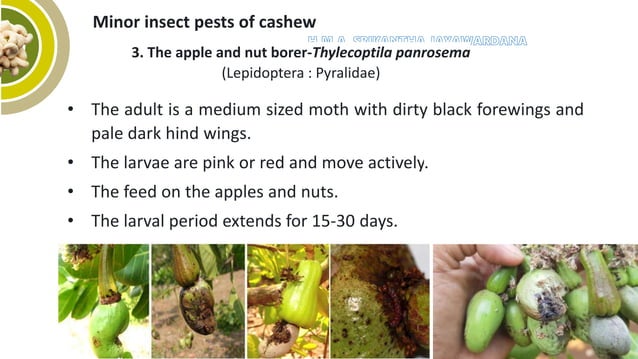 Pest and Disease Management of Cashew | PPTX