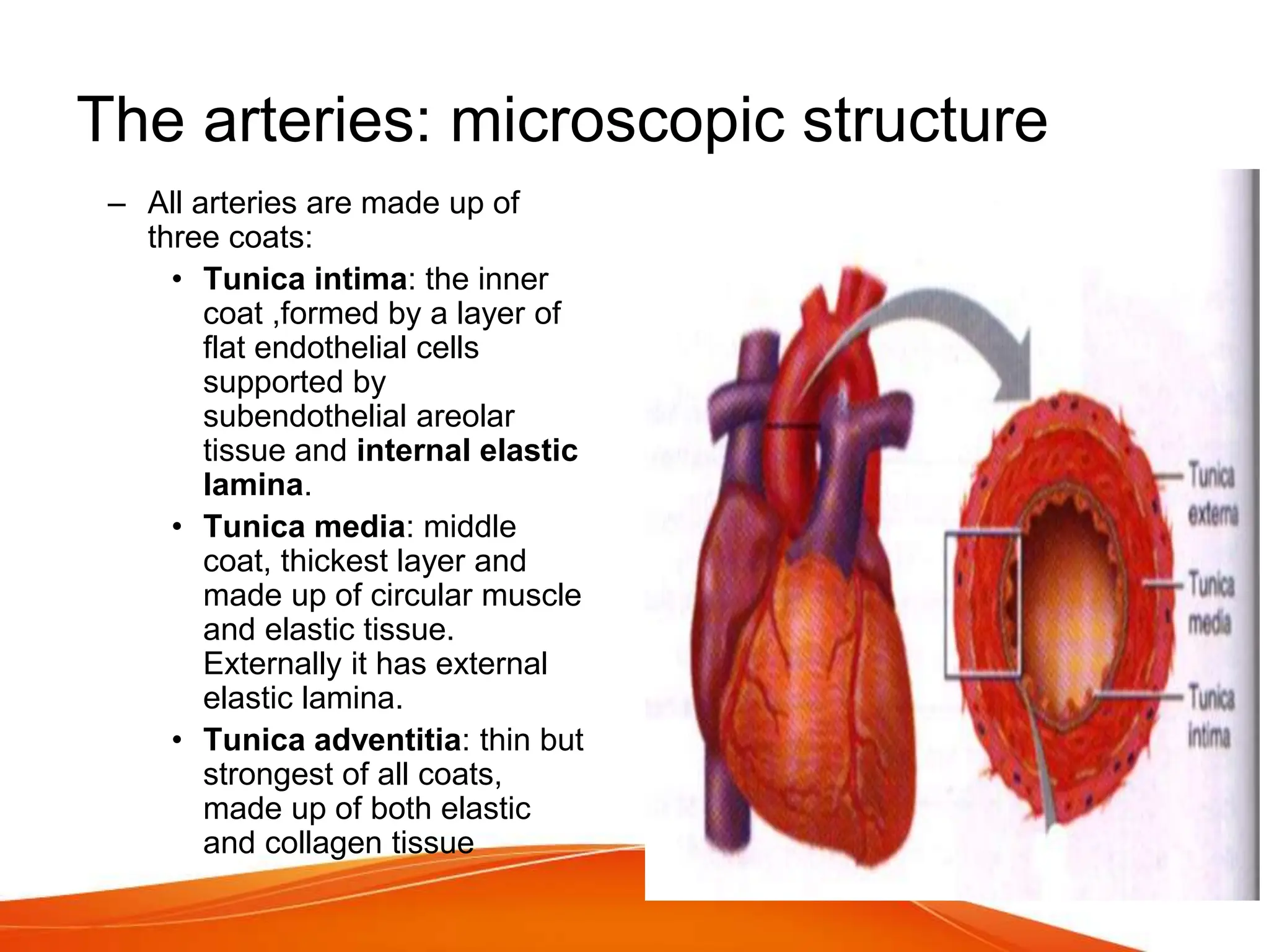 8.cardiovascular system. arteries,vein,capillaries, | PPT