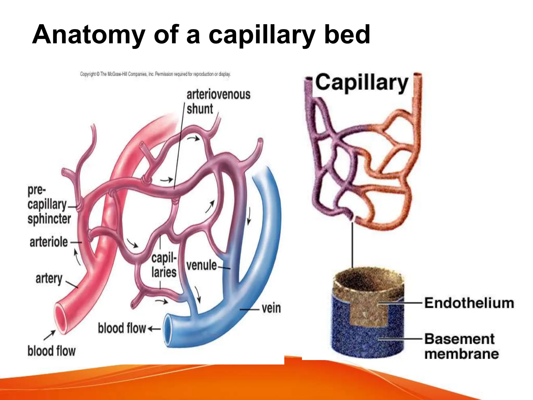 8.cardiovascular system. arteries,vein,capillaries, | PPT