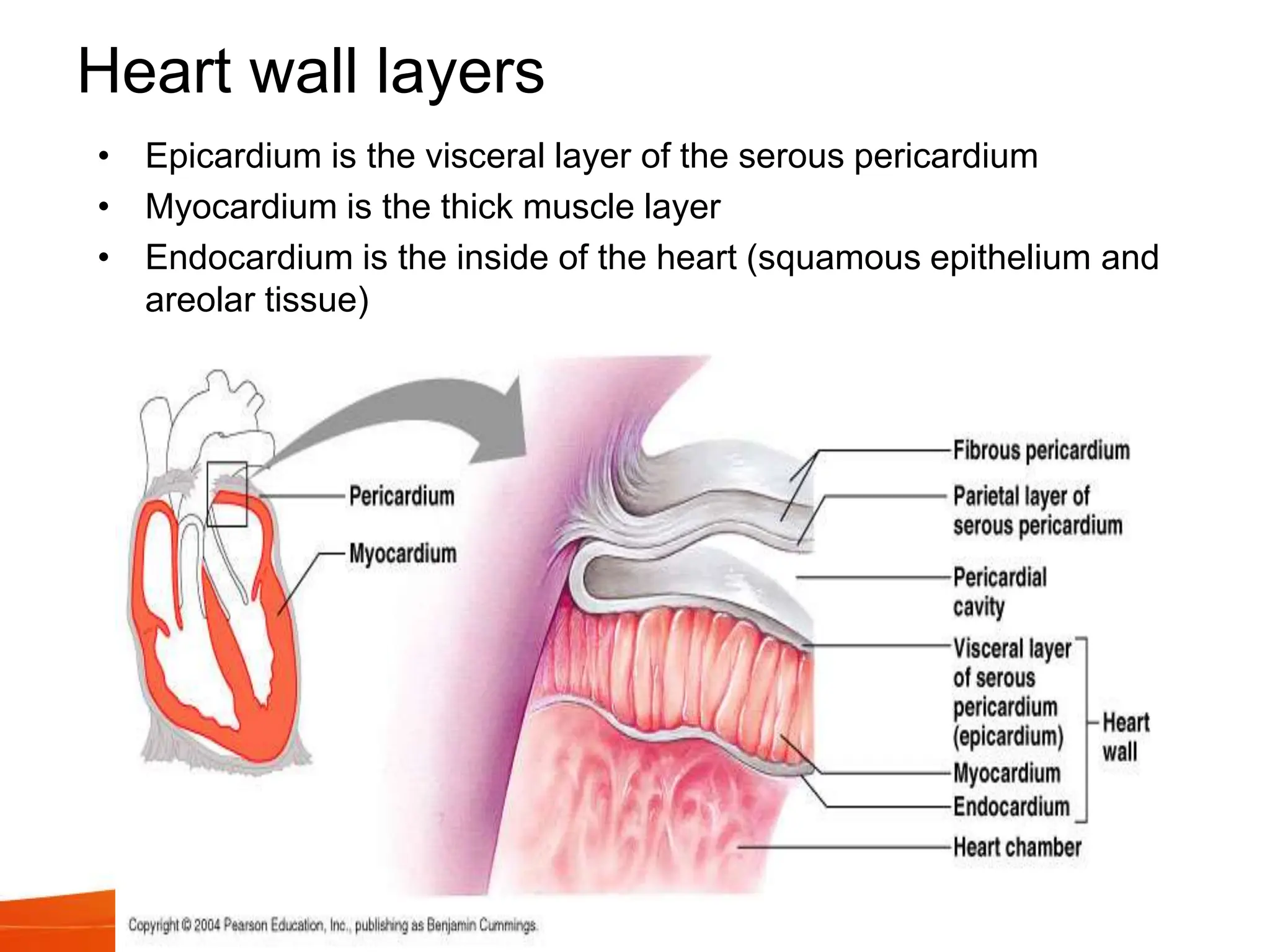 8.cardiovascular system. arteries,vein,capillaries, | PPT