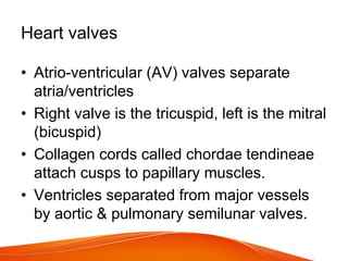 8.cardiovascular system. arteries,vein,capillaries, | PPT