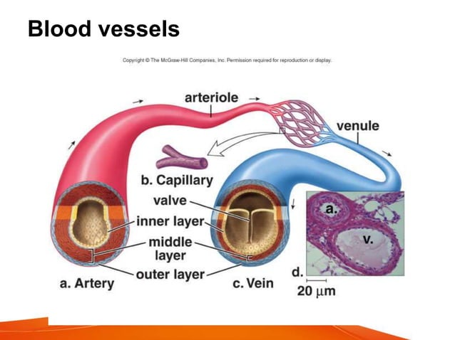 8.cardiovascular system. arteries,vein,capillaries, | PPT