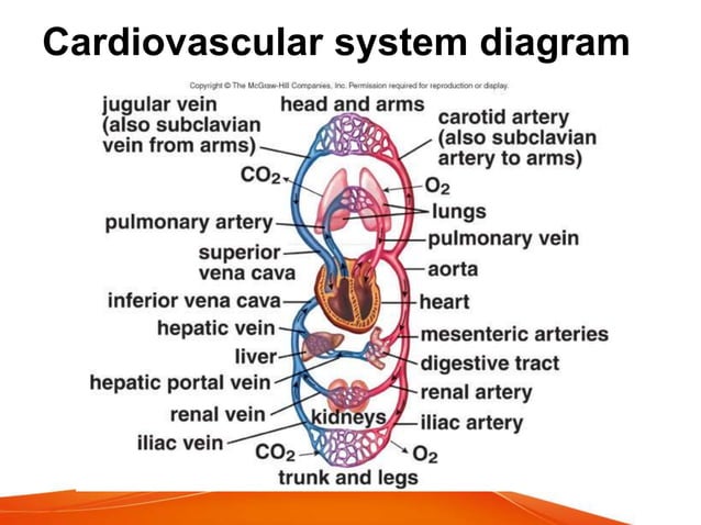 8.cardiovascular system. arteries,vein,capillaries, | PPT