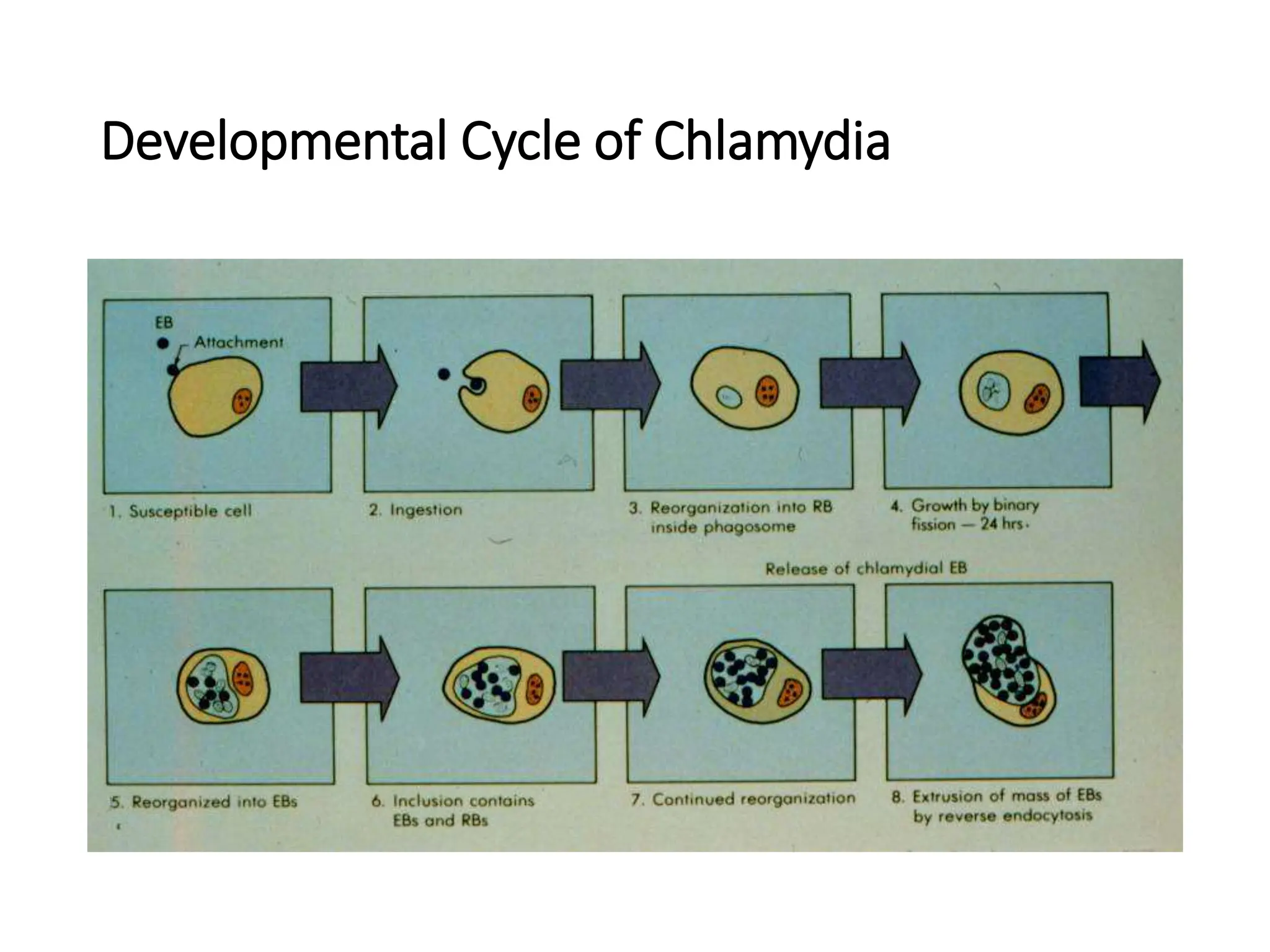 8. Chlamydia Presentation.pptx