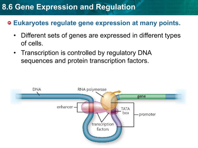 Gene Expression and Regulation (1).ppt