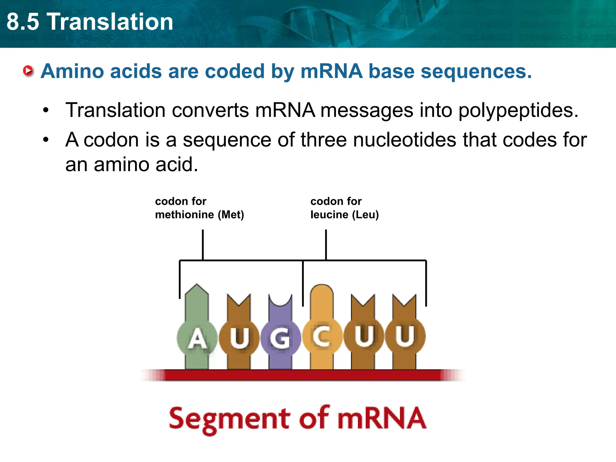 Translation- formation of protein from mRNA | PPT