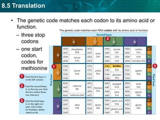 Translation- formation of protein from mRNA | PPT