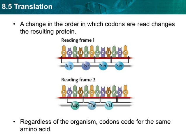 Translation- formation of protein from mRNA | PPT