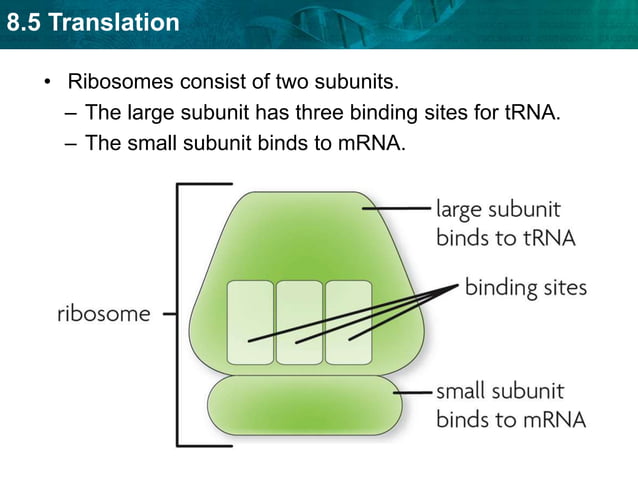 Translation- formation of protein from mRNA | PPT