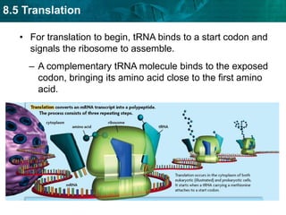 Translation- formation of protein from mRNA | PPT