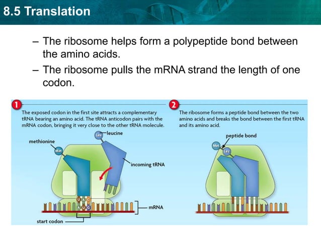 Translation- formation of protein from mRNA | PPT