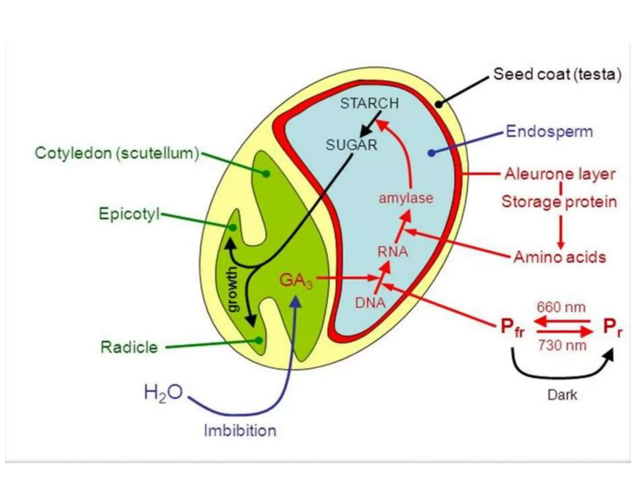 8. Plant growth and development and dormancy.pptx
