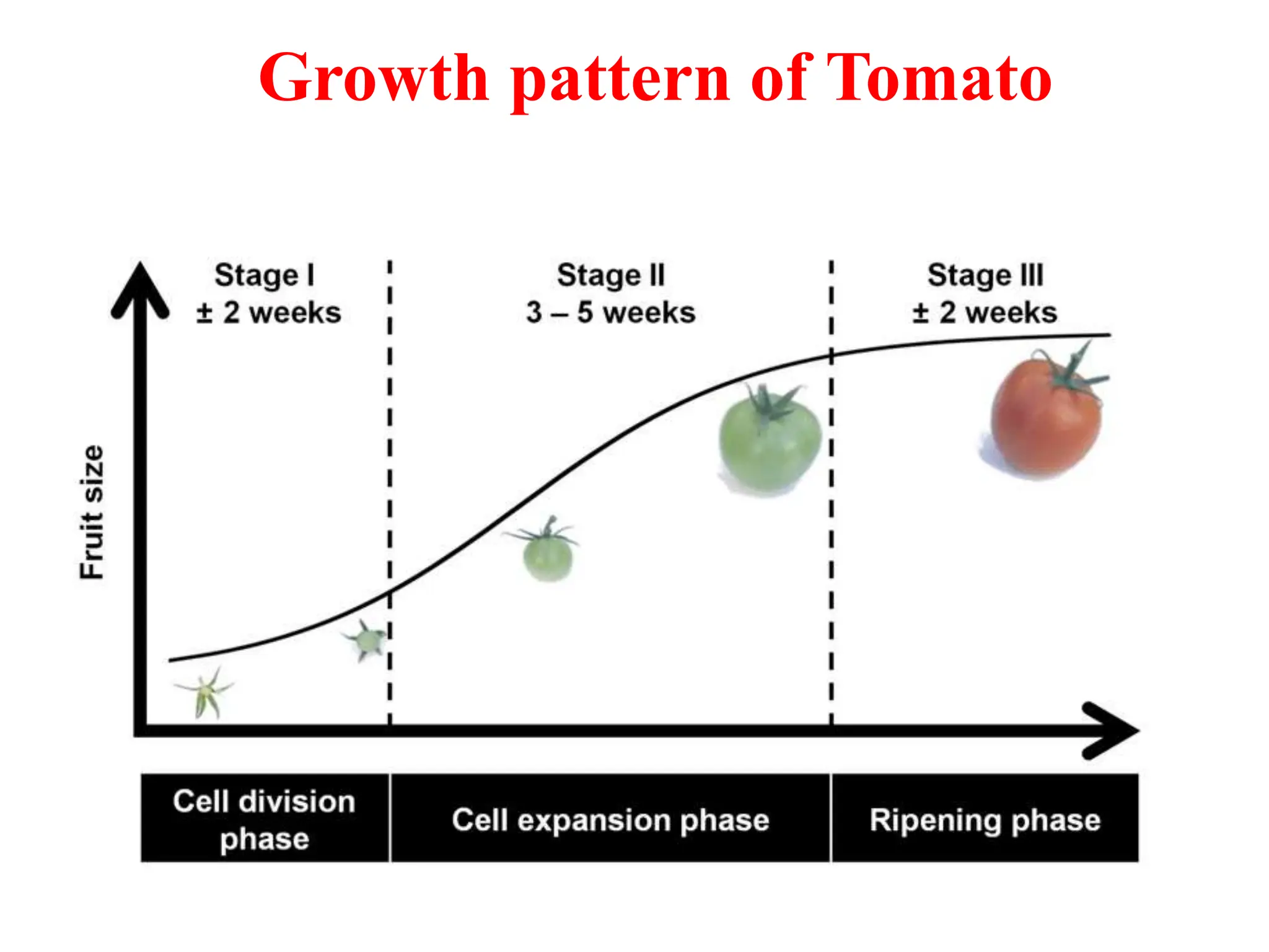 8. Plant growth and development and dormancy.pptx