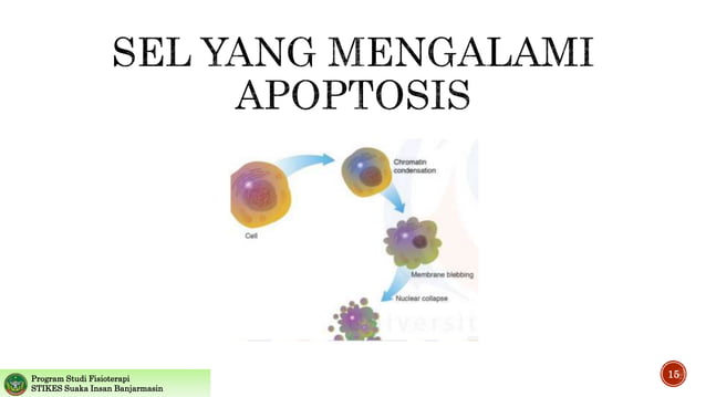 MATERI BIOLOGI MOLEKULER - APOPTOSIS SEL.pptx