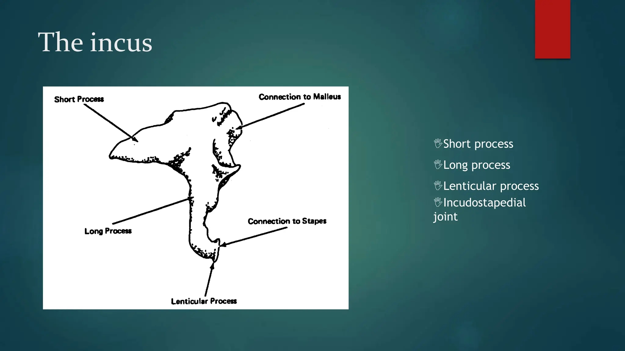 ANATOMY OF THE HUMAN EAR & Related (2024).pptx