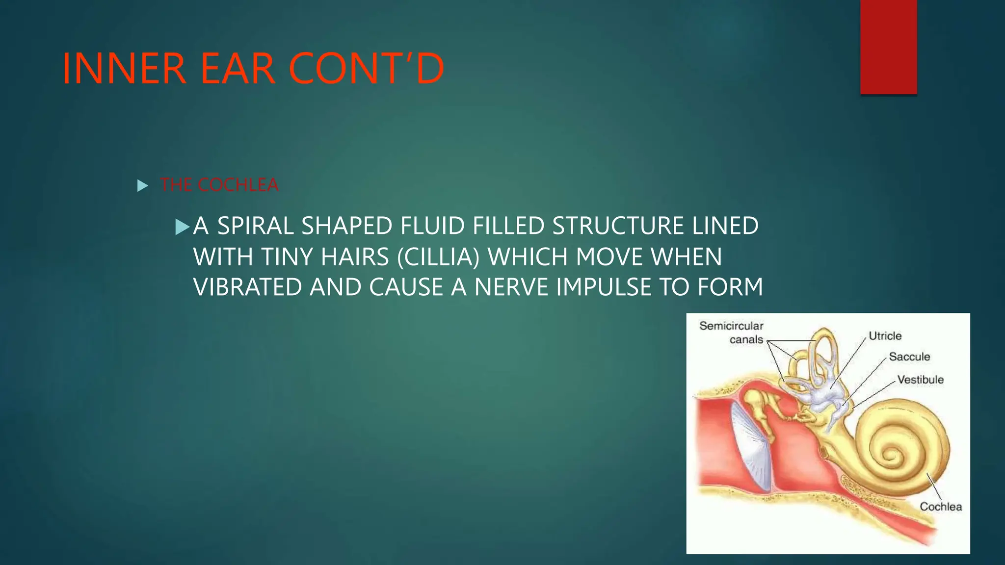 ANATOMY OF THE HUMAN EAR & Related (2024).pptx