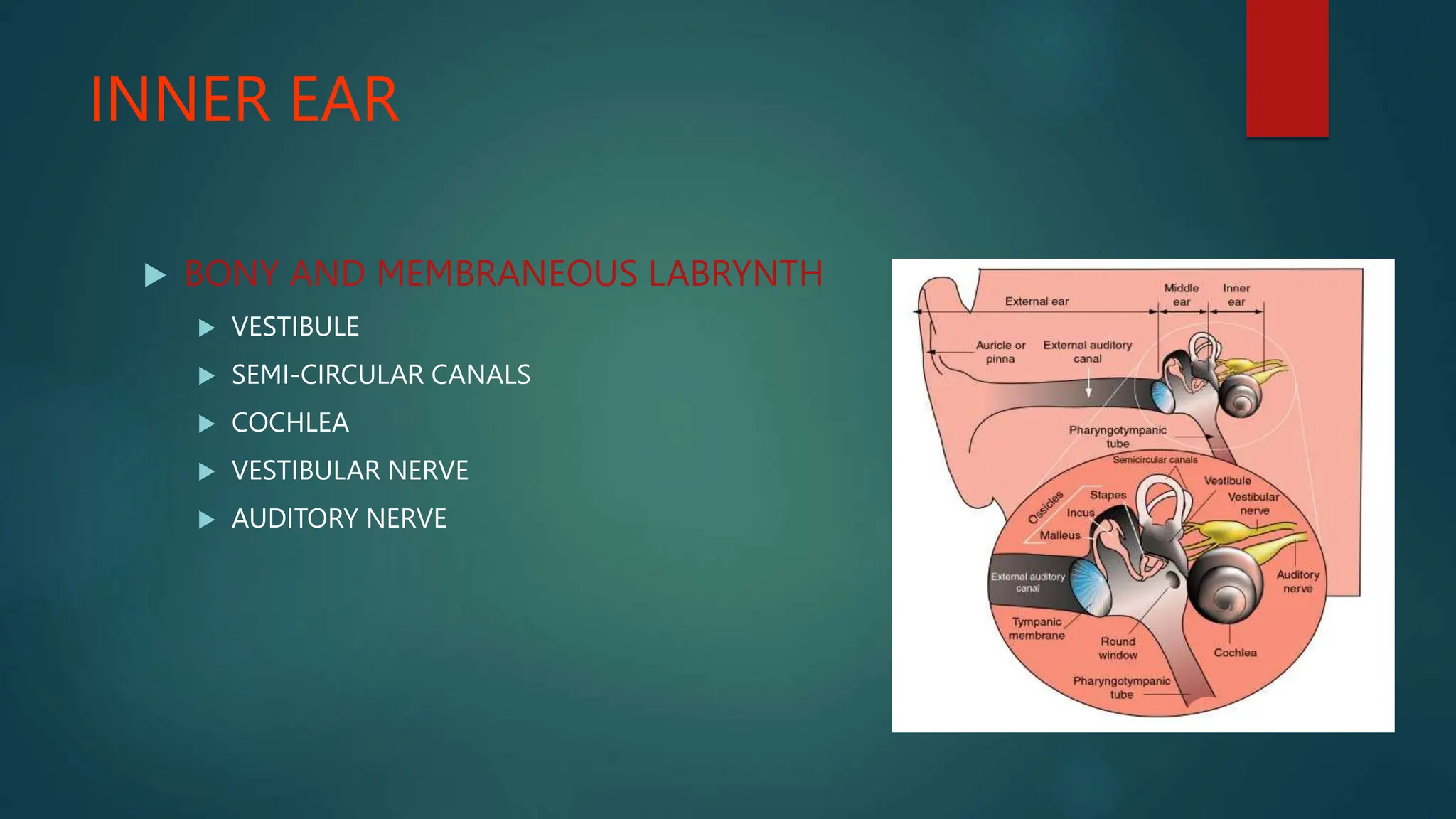 ANATOMY OF THE HUMAN EAR & Related (2024).pptx