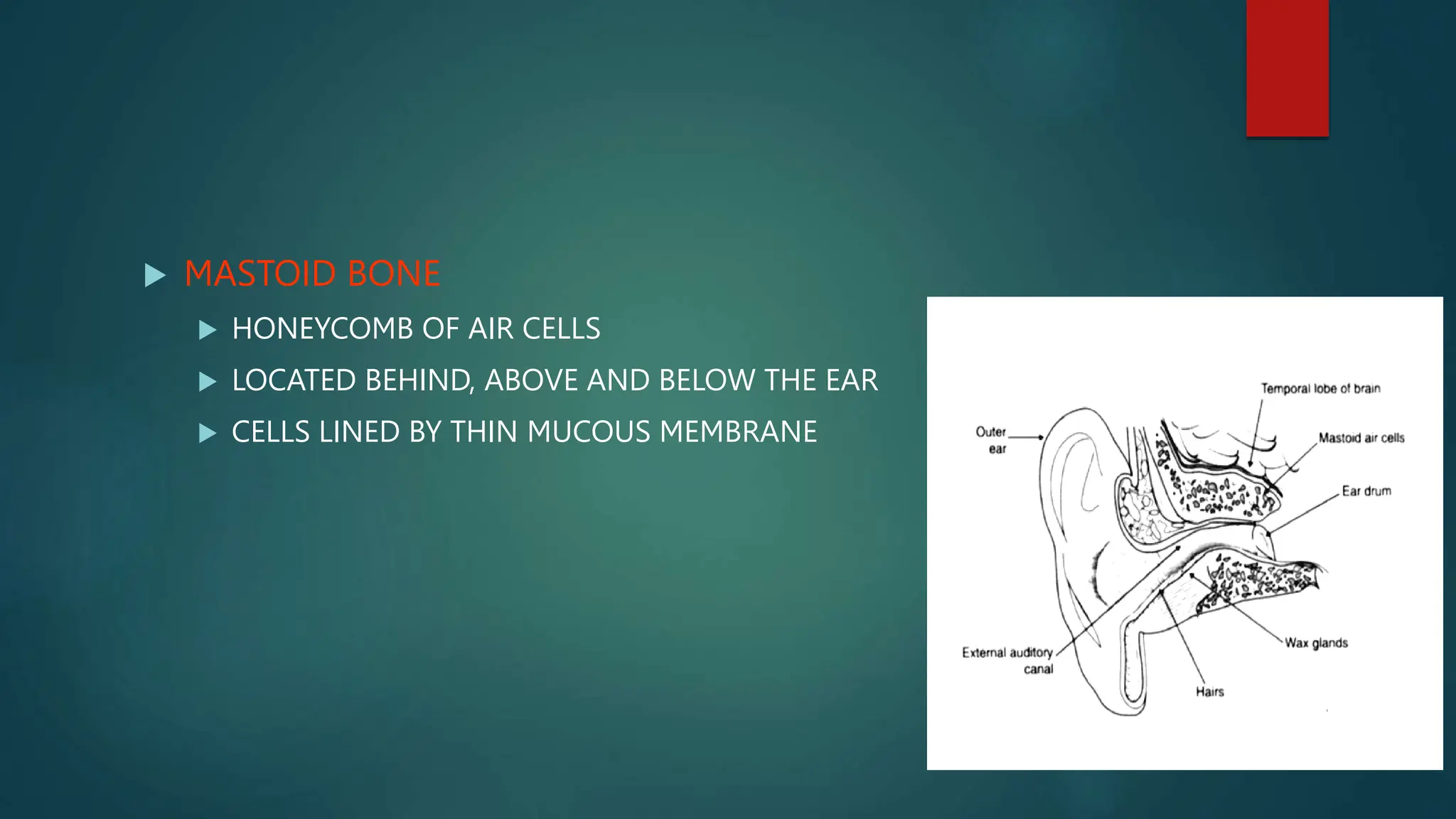 ANATOMY OF THE HUMAN EAR & Related (2024).pptx
