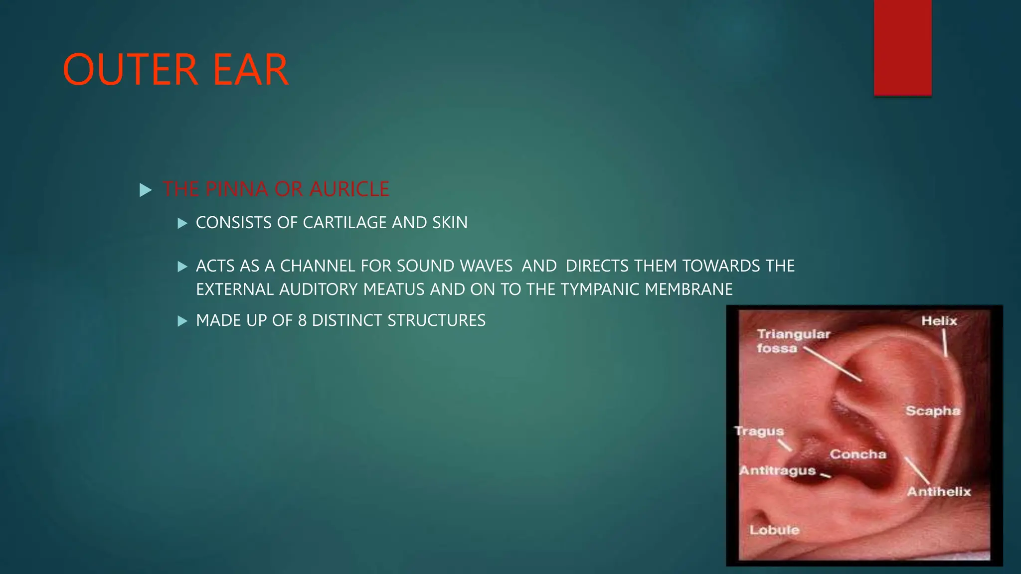 ANATOMY OF THE HUMAN EAR & Related (2024).pptx