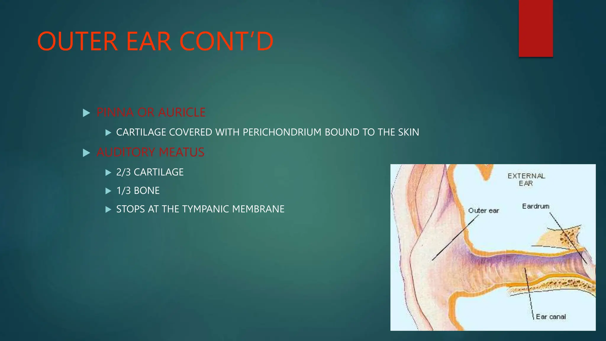 ANATOMY OF THE HUMAN EAR & Related (2024).pptx