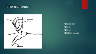 ANATOMY OF THE HUMAN EAR & Related (2024).pptx