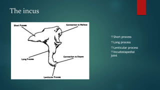 ANATOMY OF THE HUMAN EAR & Related (2024).pptx